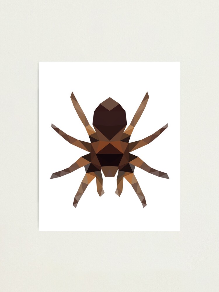 Geometric Spider Drawing
