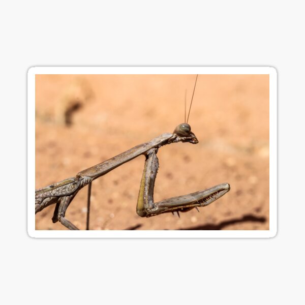 "Head of a Praying Mantis " Sticker for Sale by DPalmer | Redbubble