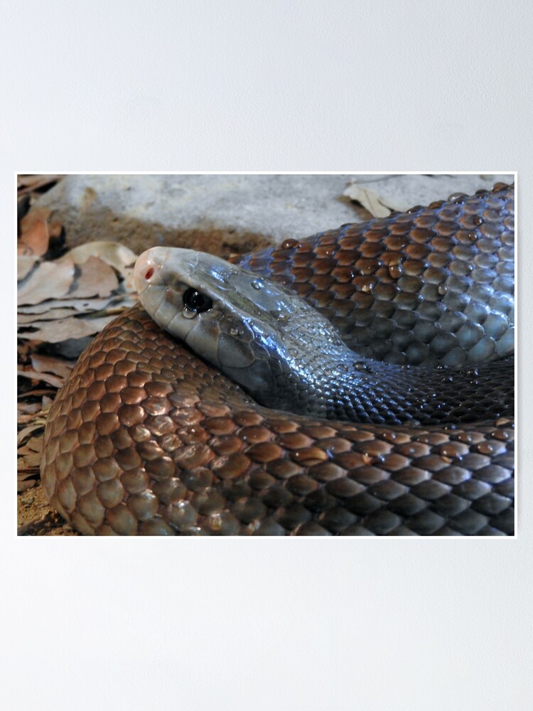 "Coastal Taipan" Poster by kirstybush | Redbubble