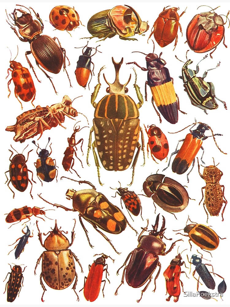 "Beetles Bugs Creepy Crawler Digital Art" Poster for Sale by ...