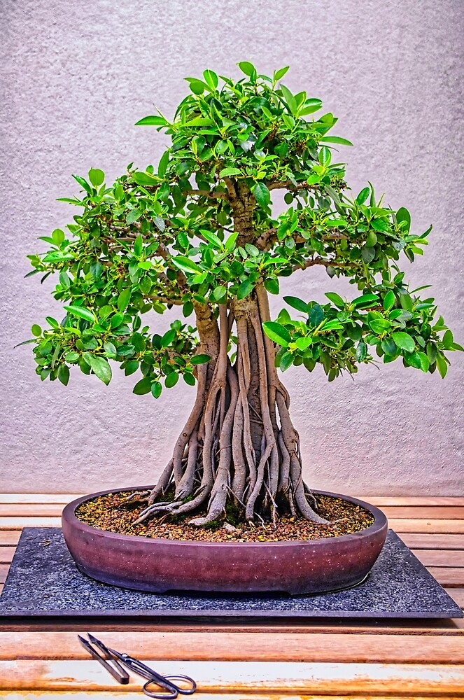 "Bonsai - Work in progress at the National Arboretum Canberra ACT ...