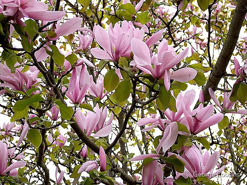 "Magnolia (Tulip Tree)" by George Cousins | Redbubble