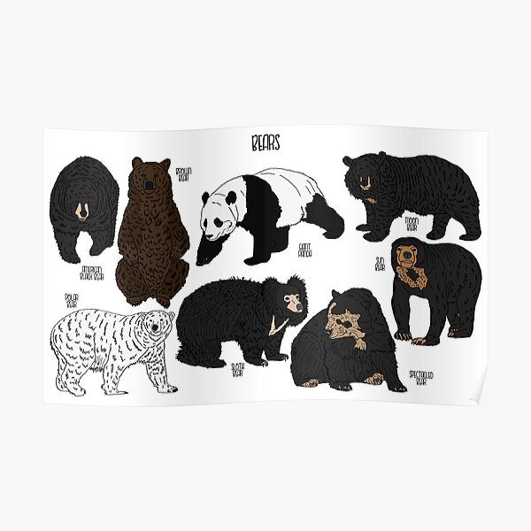 "Bears" Poster for Sale by GraceT26 | Redbubble