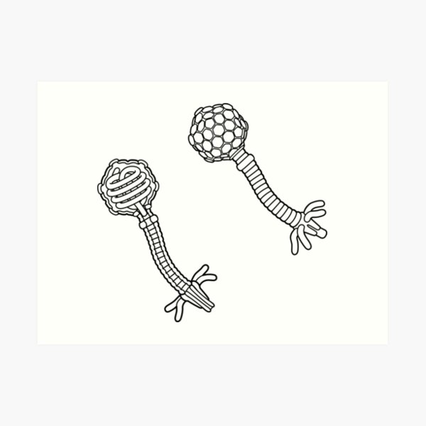 "Lambda Bacteriophage Line Drawing" Art Print for Sale by taylorcustom ...