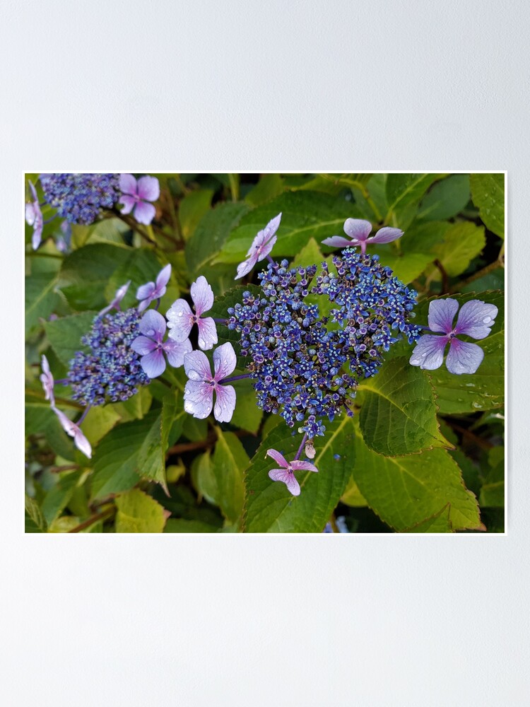 "Hydrangea" Poster for Sale by TheRuth | Redbubble