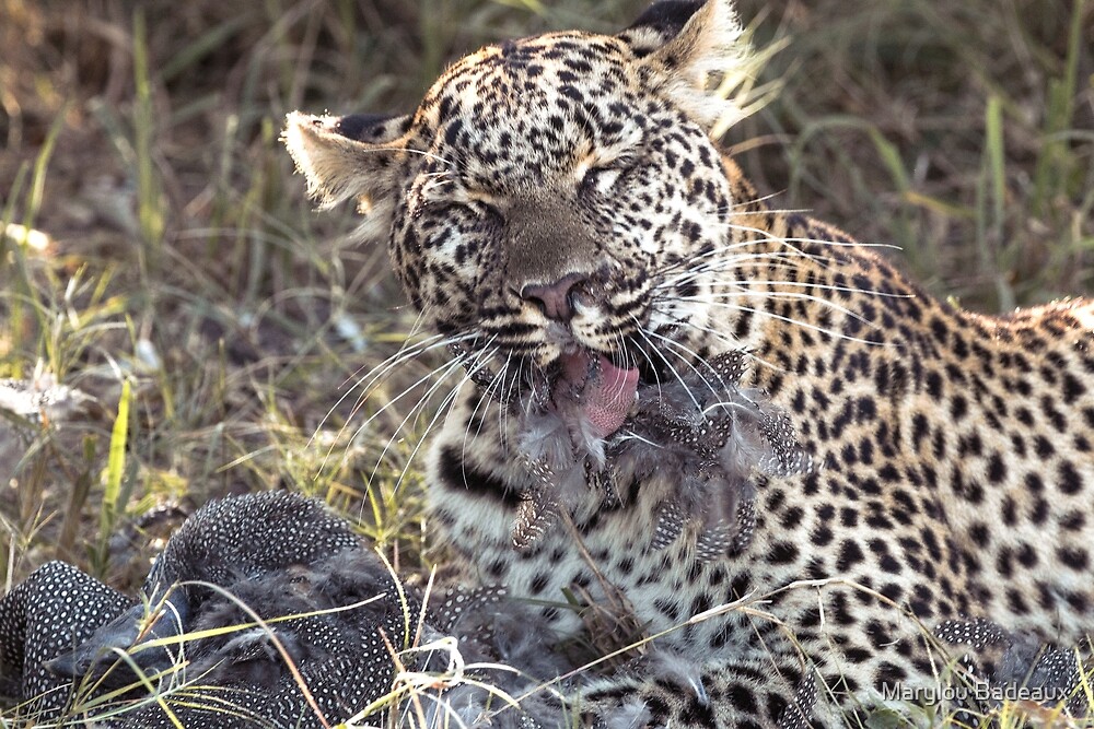 "Leopard having dinner" by Marylou Badeaux | Redbubble