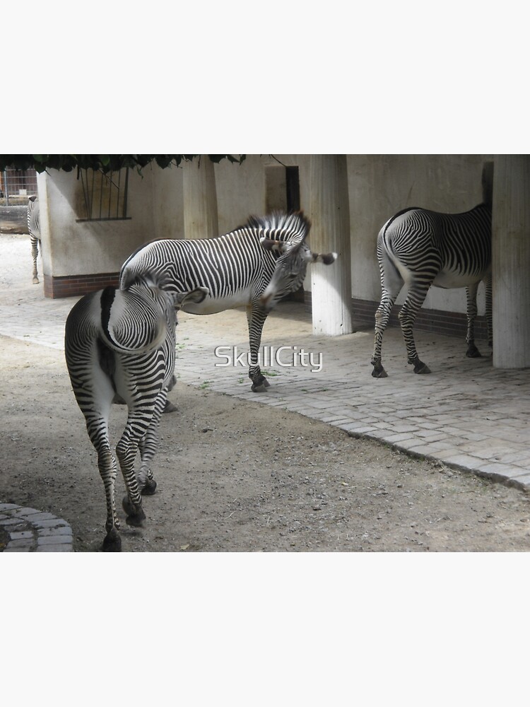 "Zebra Friends" Sticker for Sale by SkullCity | Redbubble