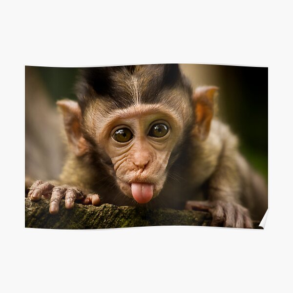 "Rude Monkey Sticking Out Tongue" Poster for Sale by liefranky | Redbubble
