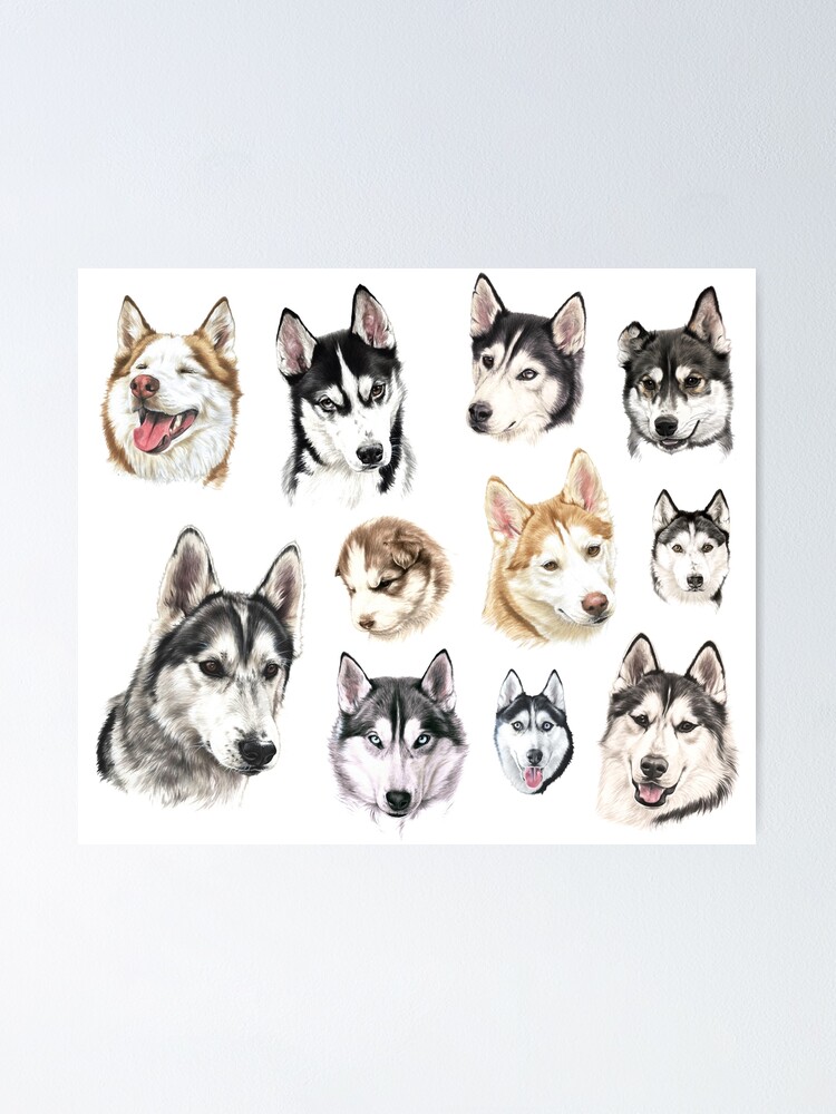 "Husky collage" Poster for Sale by RozThompsonArt | Redbubble