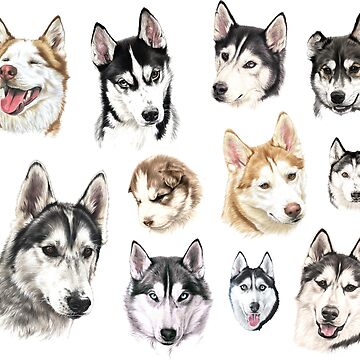 "Husky collage" Postcard for Sale by RozThompsonArt | Redbubble