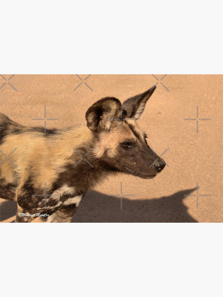 "IN PROFILE - Lycaon pictus – WILD DOG – WILDE HOND [ ENDANGERED ...
