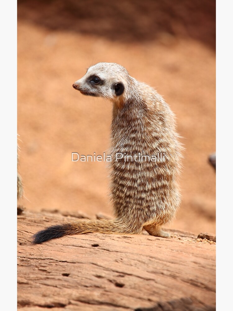 "Baby Meerkat: Scout" Poster by TVD-Photography | Redbubble