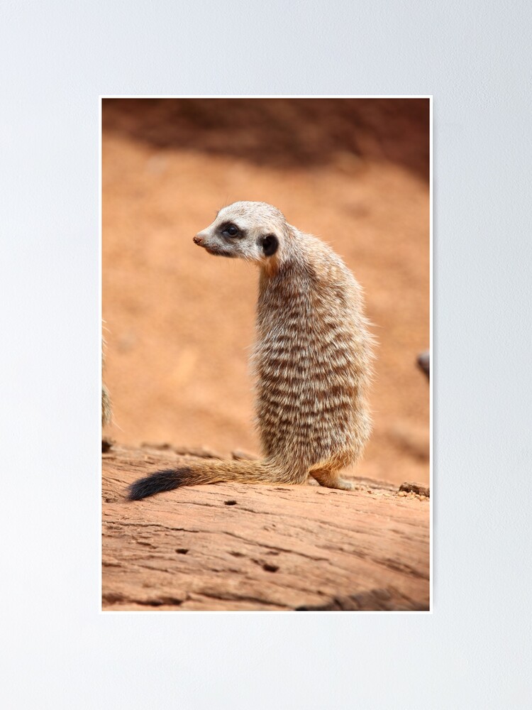 "Baby Meerkat: Scout" Poster by TVD-Photography | Redbubble