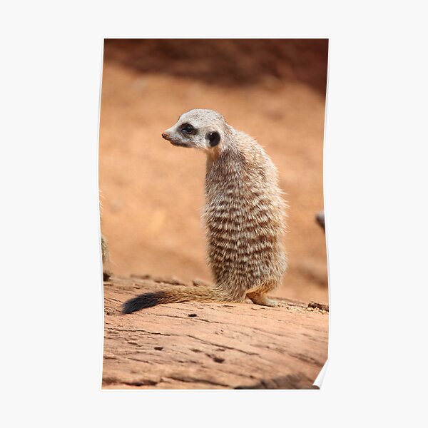 "Baby Meerkat: Scout" Poster by TVD-Photography | Redbubble