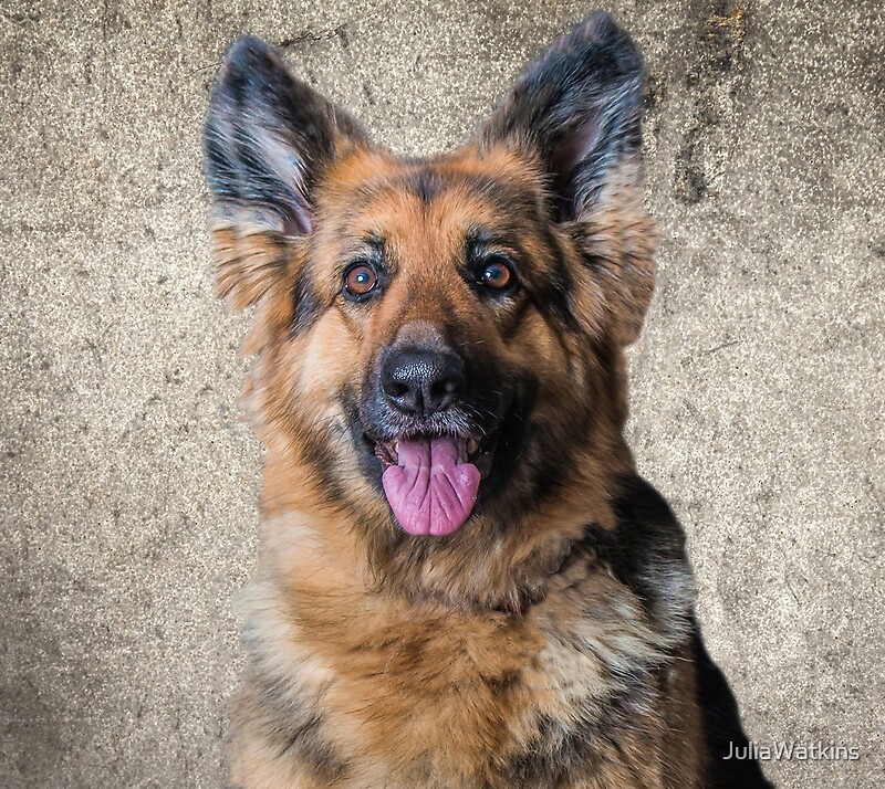 "Alsatian portrait" by JuliaWatkins | Redbubble