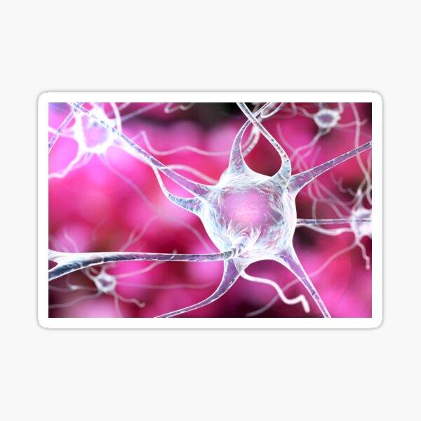 "Neuron, brain cell" Sticker for Sale by DrMicrobe | Redbubble
