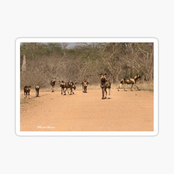 "A RARE SIGHT, A WHOLE PACK - Lycaon pictus – WILD DOG – [ ENDANGERED ...