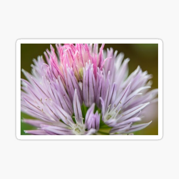 "Flowering Chive Top." Sticker for Sale by CanadianWild418 | Redbubble
