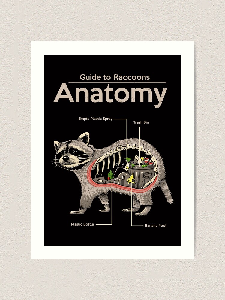 "Anatomy of a Raccoon" Art Print for Sale by vincenttrinidad | Redbubble