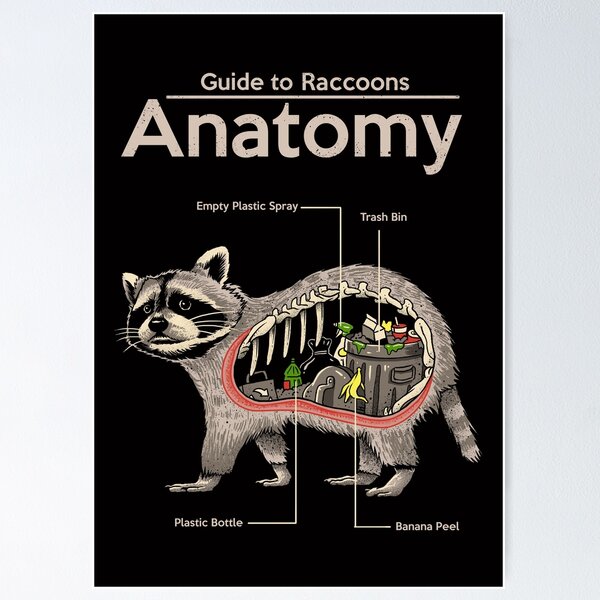"Anatomy of a Raccoon" Poster for Sale by vincenttrinidad | Redbubble