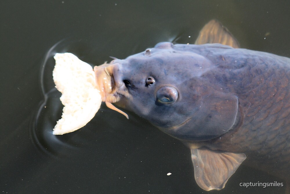 "Carp eating some Bread" by capturingsmiles | Redbubble