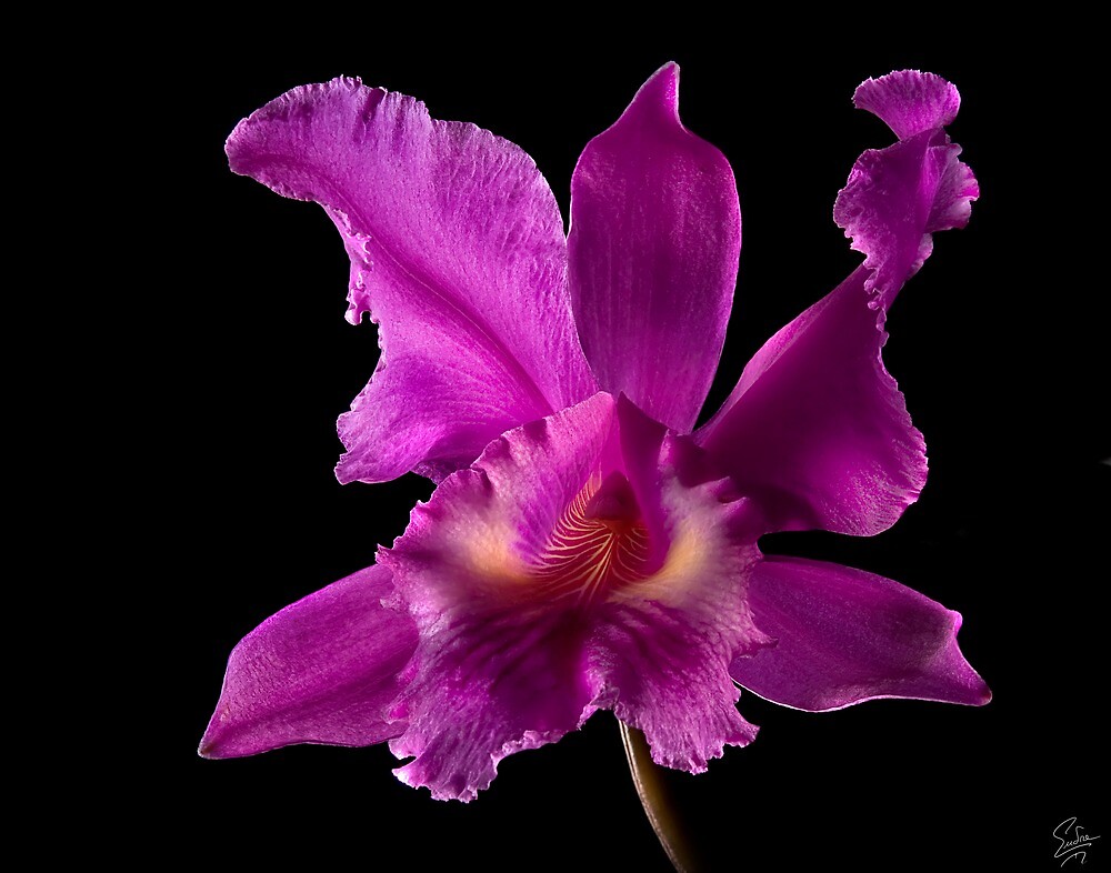 "Catalea Orchid" by Endre | Redbubble