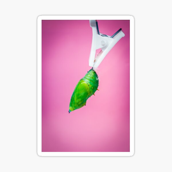 "A green pupa of the tropical butterfly over pink background. Pupae is ...