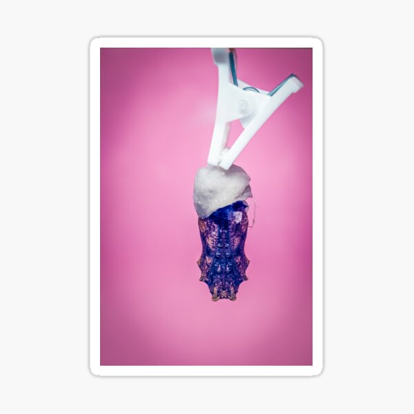 "A pupa of the tropical butterfly over pink background. Pupae is a ...