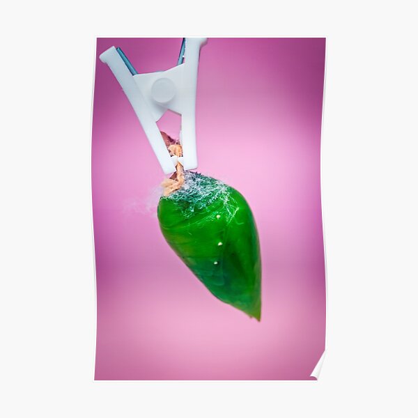"A pupa of the tropical butterfly over pink background. Pupae is a ...