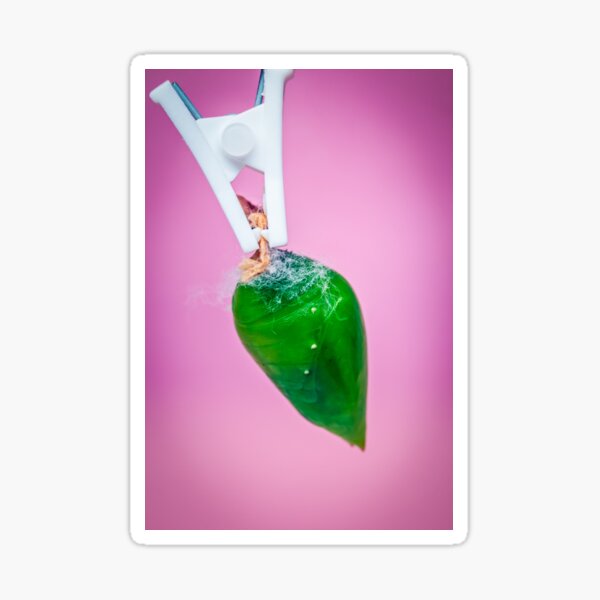 "A pupa of the tropical butterfly over pink background. Pupae is a ...