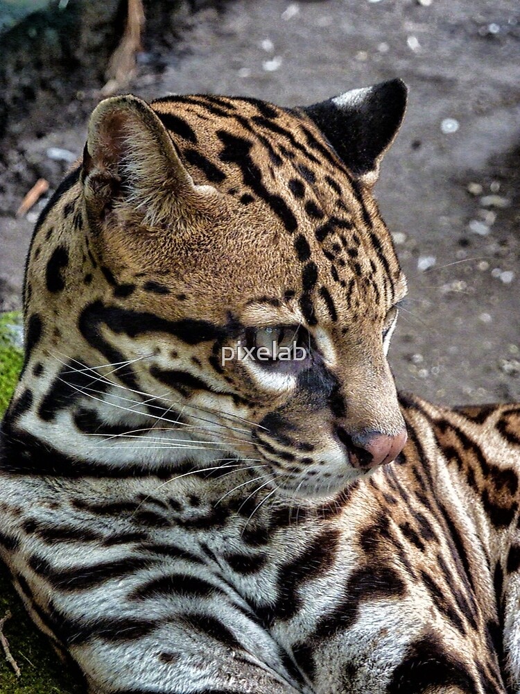 OCELOT Premium Matte Vertical Poster