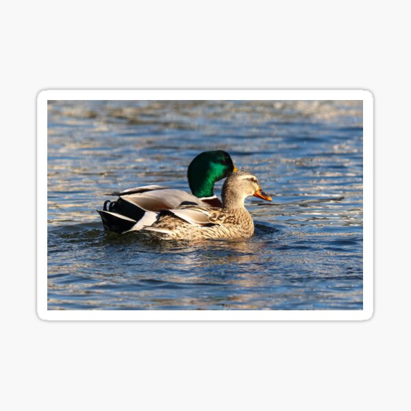 "Side by side" Sticker for Sale by GreyFeatherPhot | Redbubble