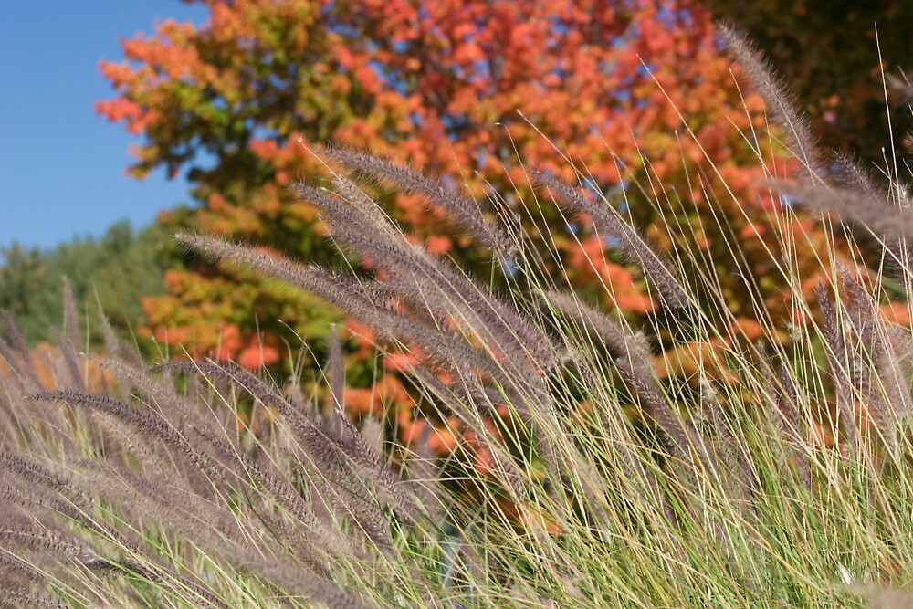 "Cool Fall Breeze" by William Leonard | Redbubble