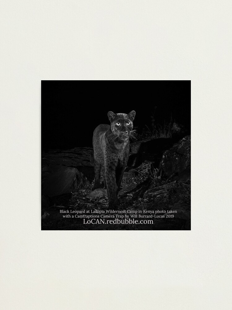 Black Leopard In Kenya By Will Burrard Lucas 19 Photographic Print For Sale By Locan Redbubble