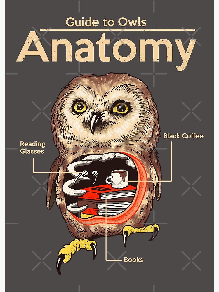 Póster «Anatomía de los búhos» de vincenttrinidad | Redbubble