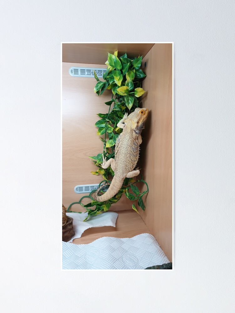 "Climbing Bearded Dragon" Poster by NatesGarage | Redbubble