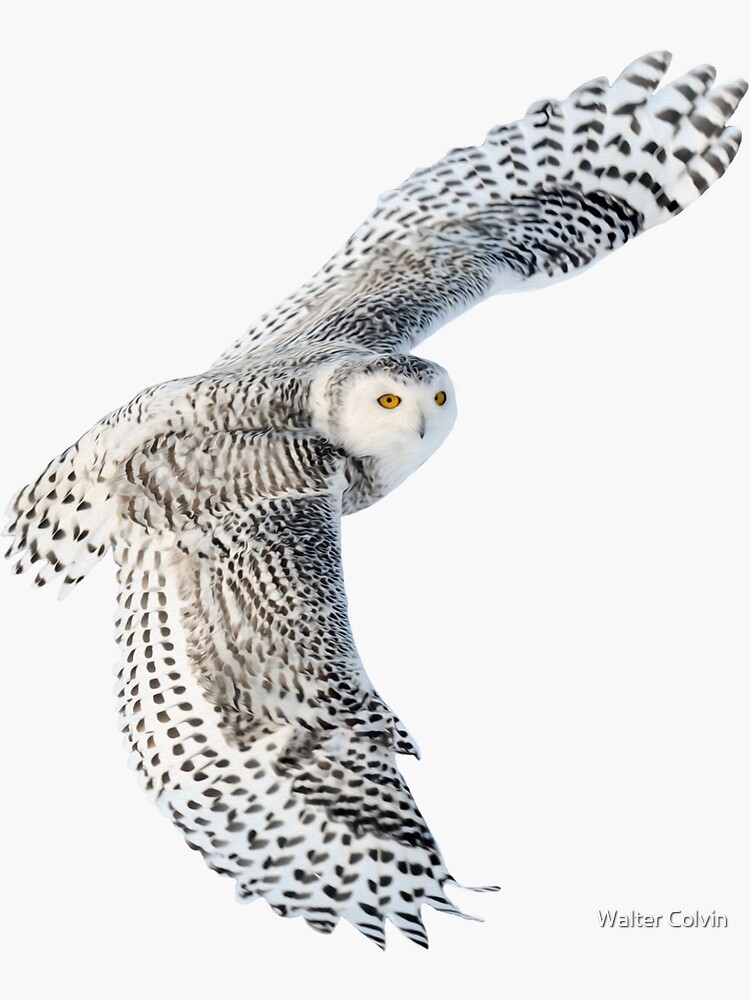 "Snowy Owl " Sticker for Sale by Skyviper | Redbubble