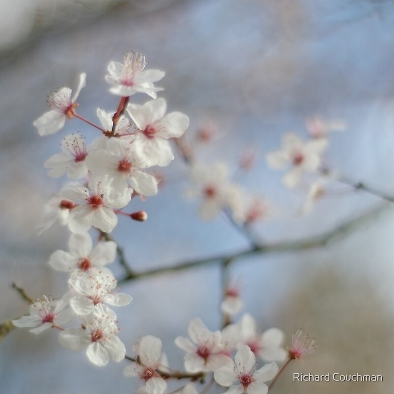 Peach Blossom In Blue “" by Richard Couchman | Redbubble