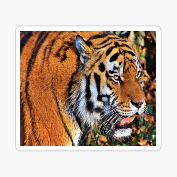 "Predator / Predator" Sticker by RedVico | Redbubble