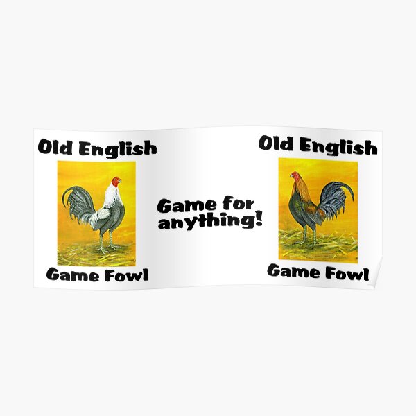 " Old English Game Fowl, game for anything!" Poster for Sale by ...
