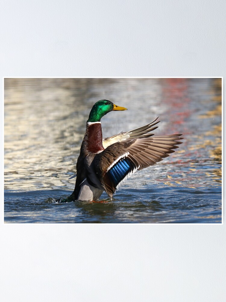 "In a flap" Poster for Sale by GreyFeatherPhot | Redbubble