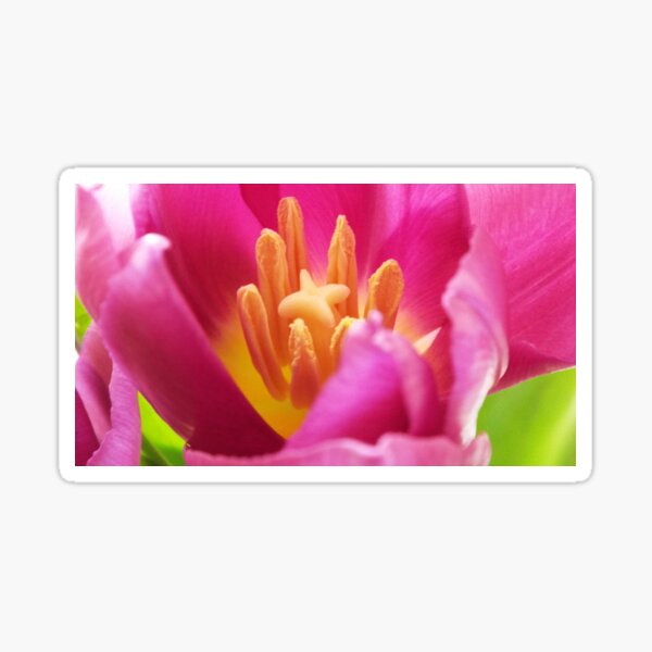 "Pink tulip" Sticker for Sale by Kingoca | Redbubble