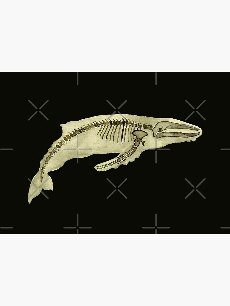 "Whale Skeleton: Halloween Animal Watercolor Anatomy" Photographic ...