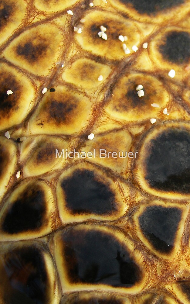 "Hawaiian sea turtle shell texture" by Michael Brewer | Redbubble