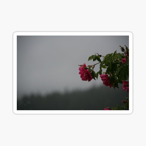 "Weeping Rose" Sticker for Sale by winterdragon101 | Redbubble