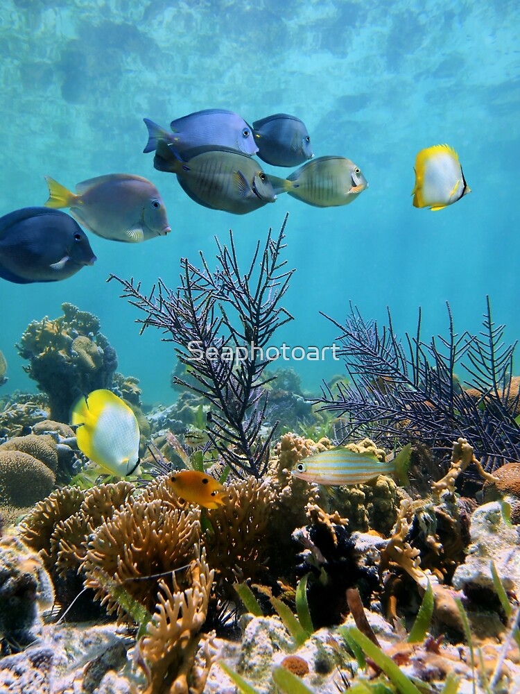 "Caribbean seabed with coral and tropical reef fish" by Dam - www ...