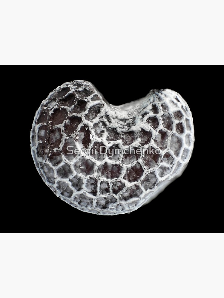 Póster «Semilla de amapola bajo el microscopio» de sdymchenko | Redbubble