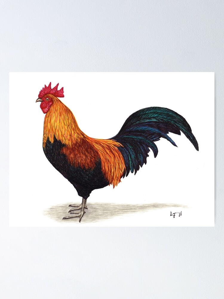 "Rooster" Poster by LFurtwaengler | Redbubble
