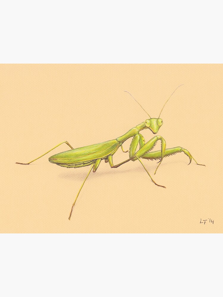 "Praying Mantis" Art Print by LFurtwaengler | Redbubble