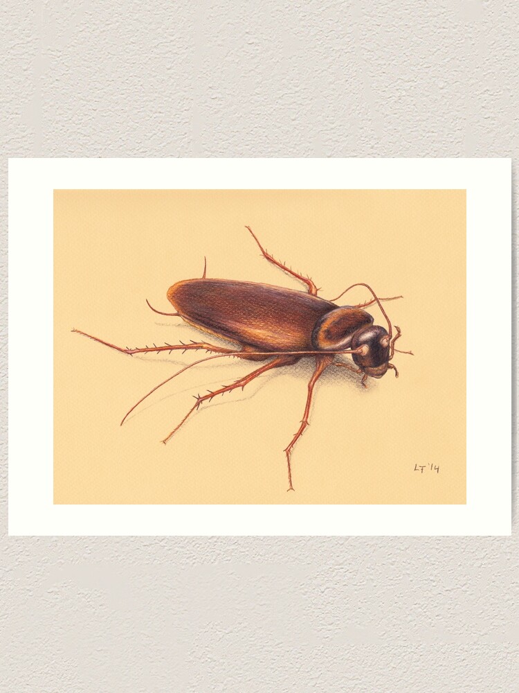 "Roach" Art Print for Sale by LFurtwaengler | Redbubble